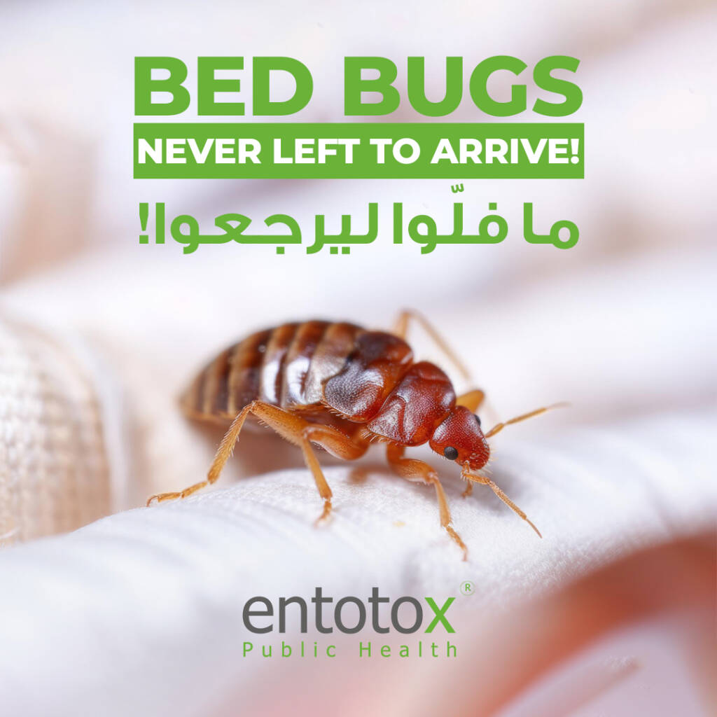 pest control lebanon ksa qatar | entotox